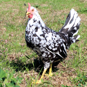 Exchequer Leghorn ~ Weekend Homesteader